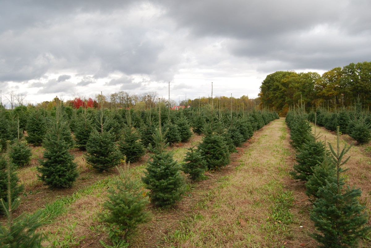 About Us | Riverside pines Christmas tree farm